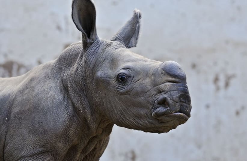 PICTURES: First female newborn Rhino at Ramat Gan Safari in 20 years ...
